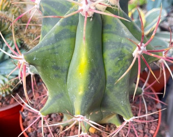 Rare Variegated Ferocactus Echinocactus Grusonii Cactus - Etsy