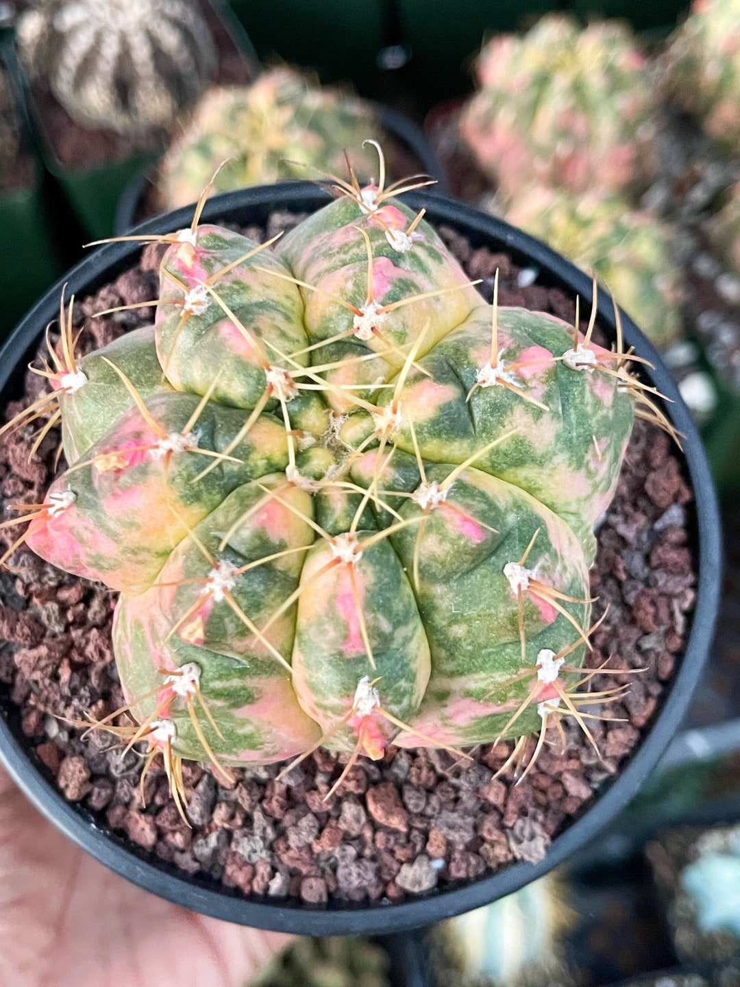 Gymnocalycium Denudatum Variegata Live Cactus - Etsy