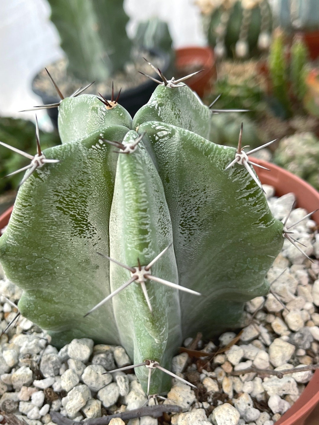 Stenocereus Pruinosus gray Ghost Organ Pipe Live Cactus - Etsy