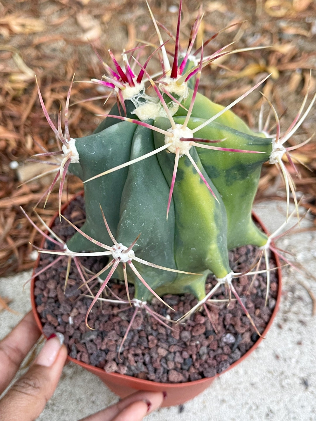 Variegated Ferocactus Gracilis Coloratus Rare Cactus Live - Etsy