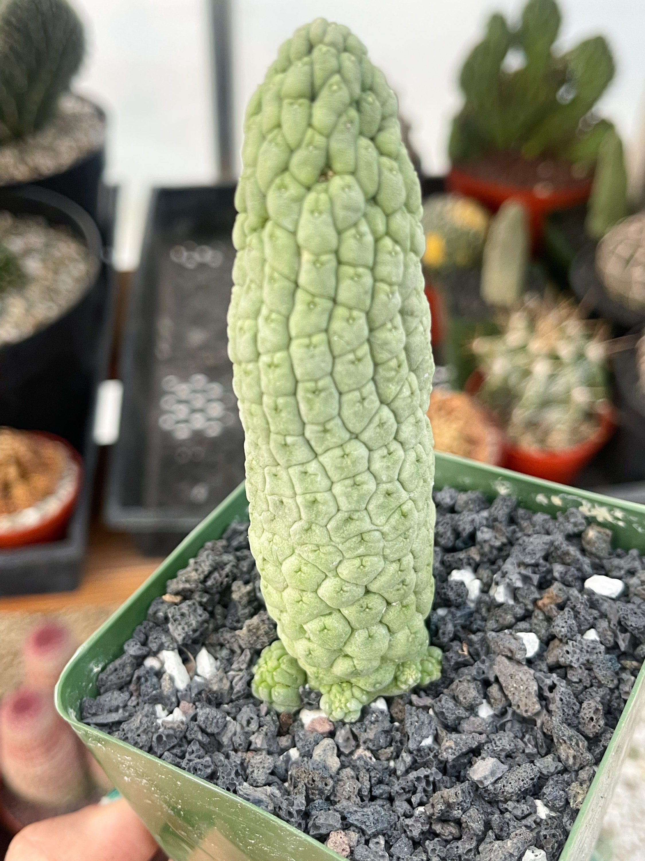 Larryleachia Cactiformis Rare Cactus Live Plant - Etsy