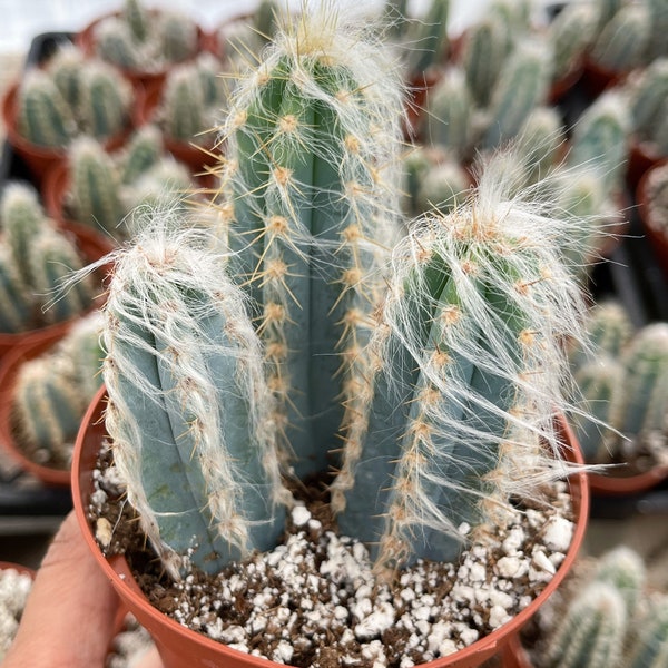 Blue Cactus - Etsy