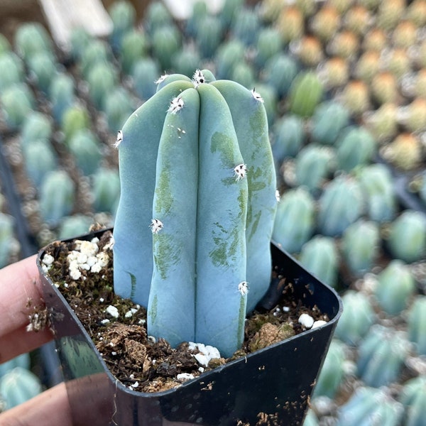 Blue Cactus - Etsy