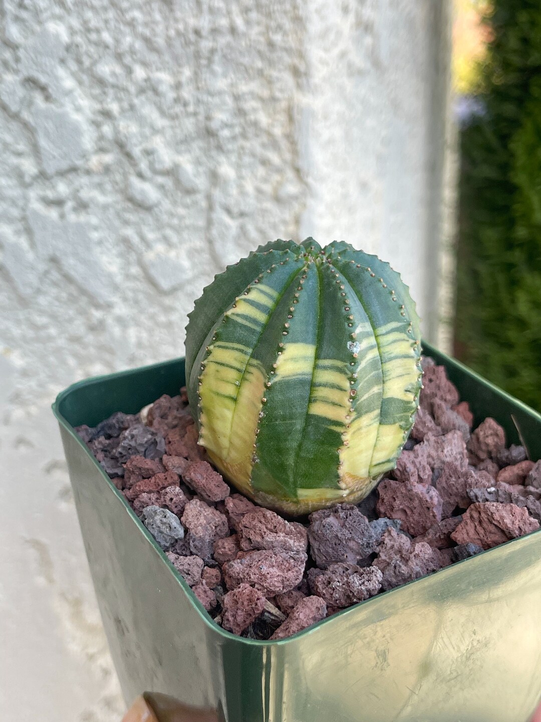 Variegated Euphorbia Obesa Baseball Cactus Live Cactus - Etsy