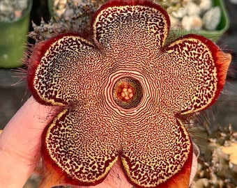 Edithcolea Grandis persian Carpet Flower One Unrooted Stem Cutting or ...