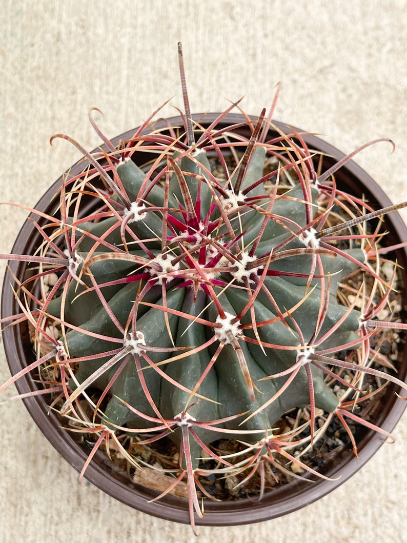 Ferocactus Gracilis Coloratus Red Barrel Cactus Rare - Etsy