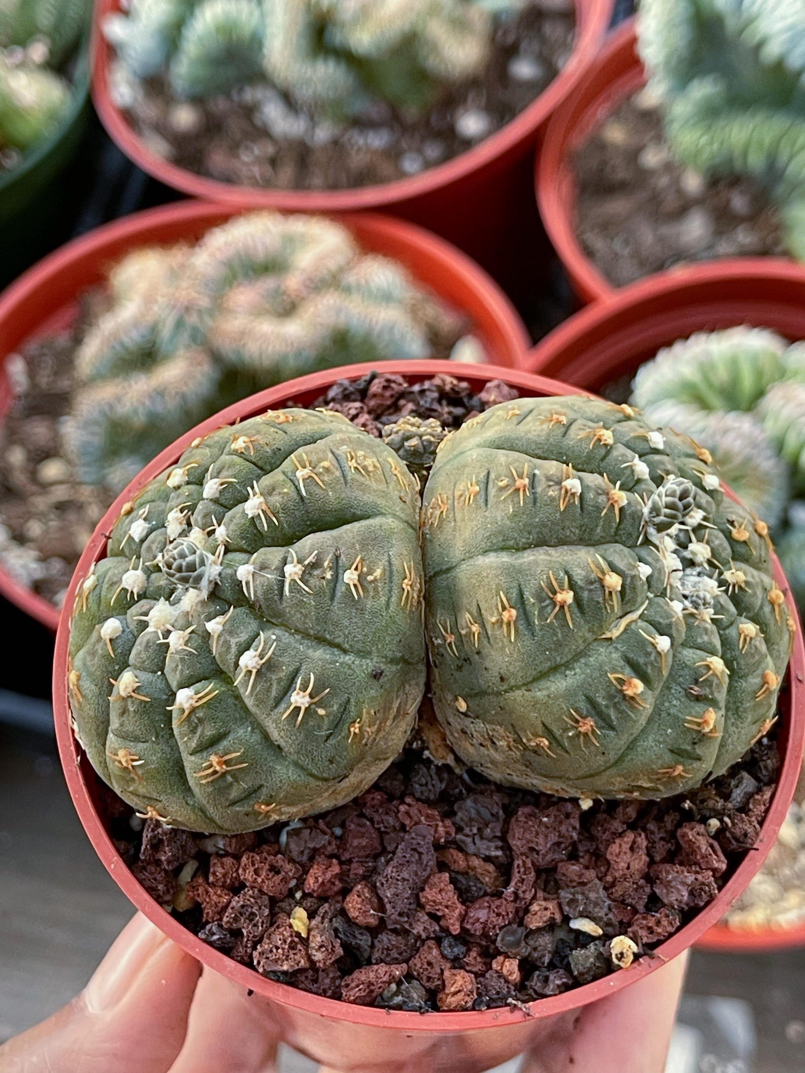 Double Gymnocalycium Ragonesii Cactus Cacti Succulent Live Plant - Etsy