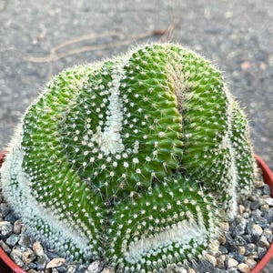 Notocactus Scopa Cv. Inermis Cristatus Rare Cactus Graft Cactus Rare ...