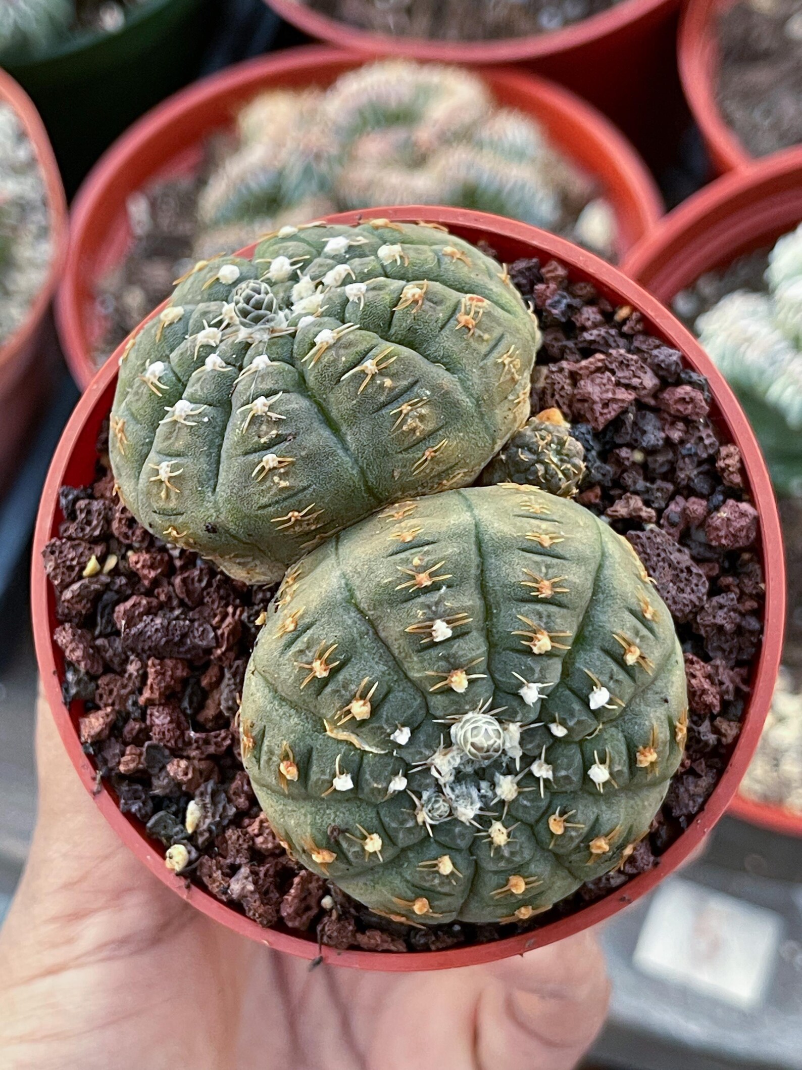 Double Gymnocalycium Ragonesii Cactus Cacti Succulent Live Plant - Etsy