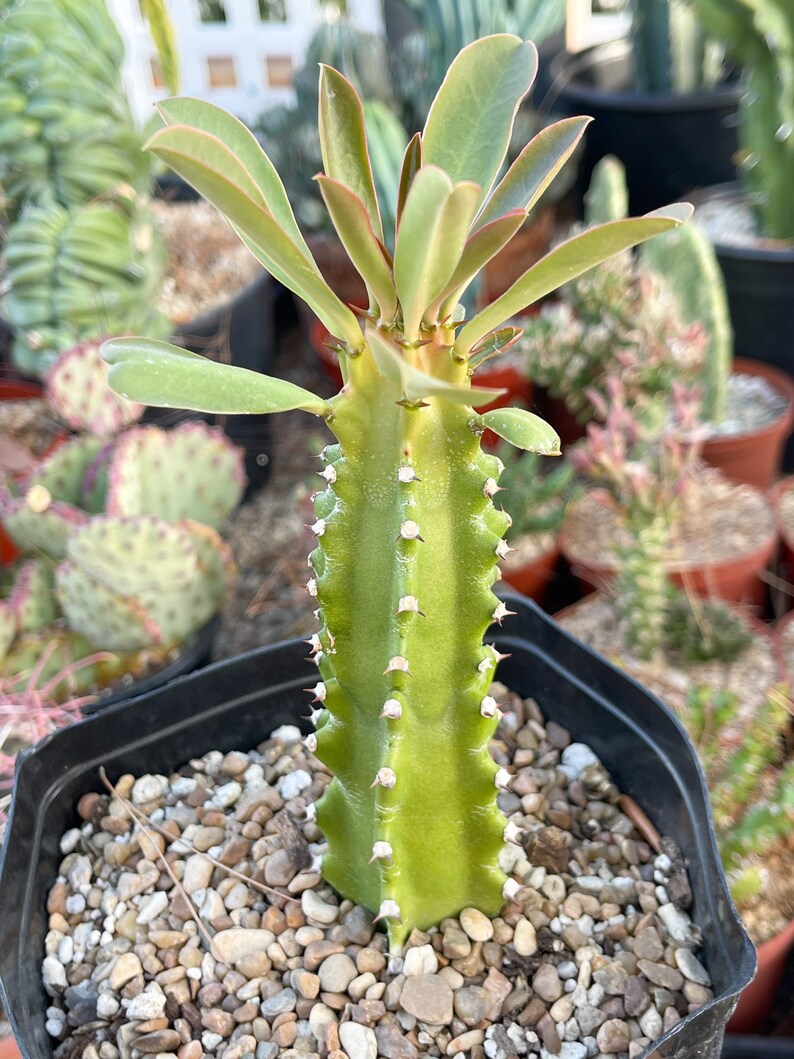 Euphorbia Royleana Rare Plant Live Plant - Etsy