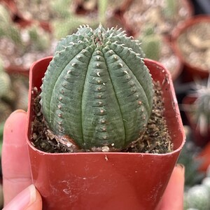 Euphorbia Obesa Hybrids With Pup Rare Plant Live Plant - Etsy
