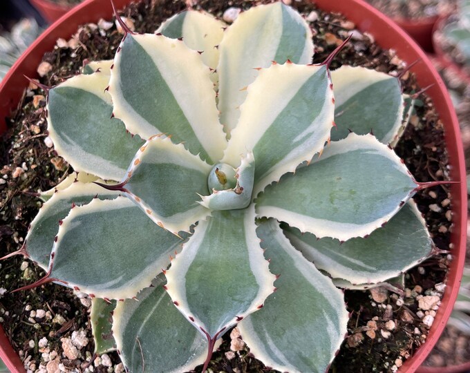 Variegated Agave Rare Agave Live Plant - Etsy