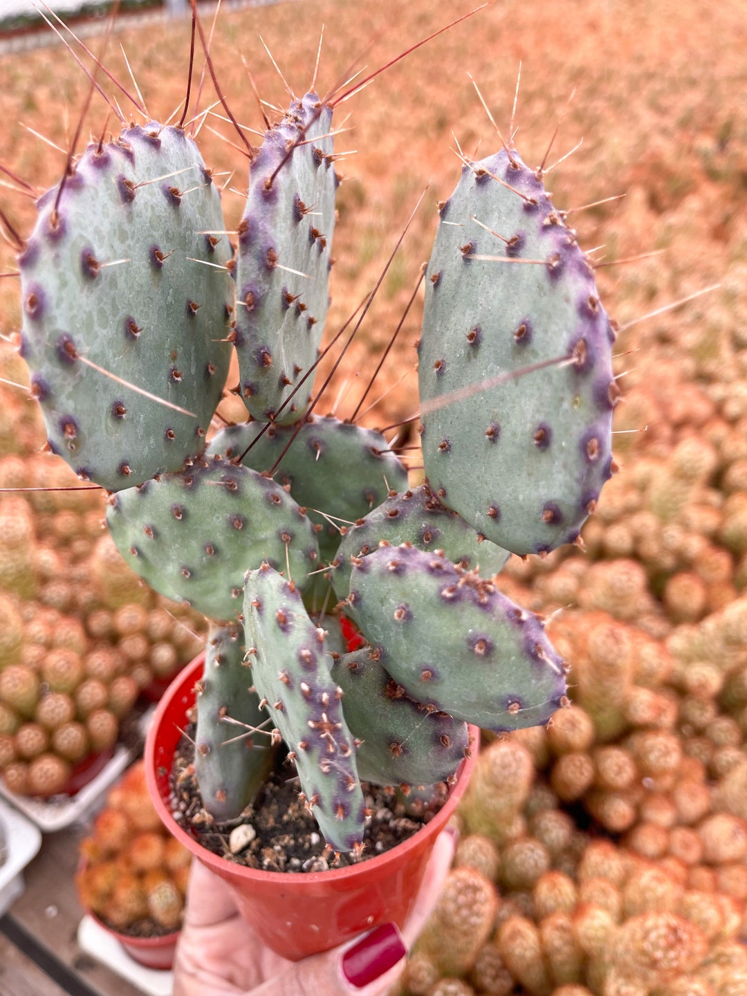Opuntia baby Rita Prickly Pear Cactus Santa Rita Prickly Pear Cactus ...