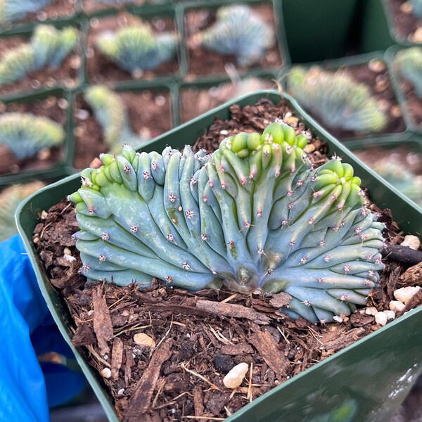 Blue Crested Cactus - Etsy