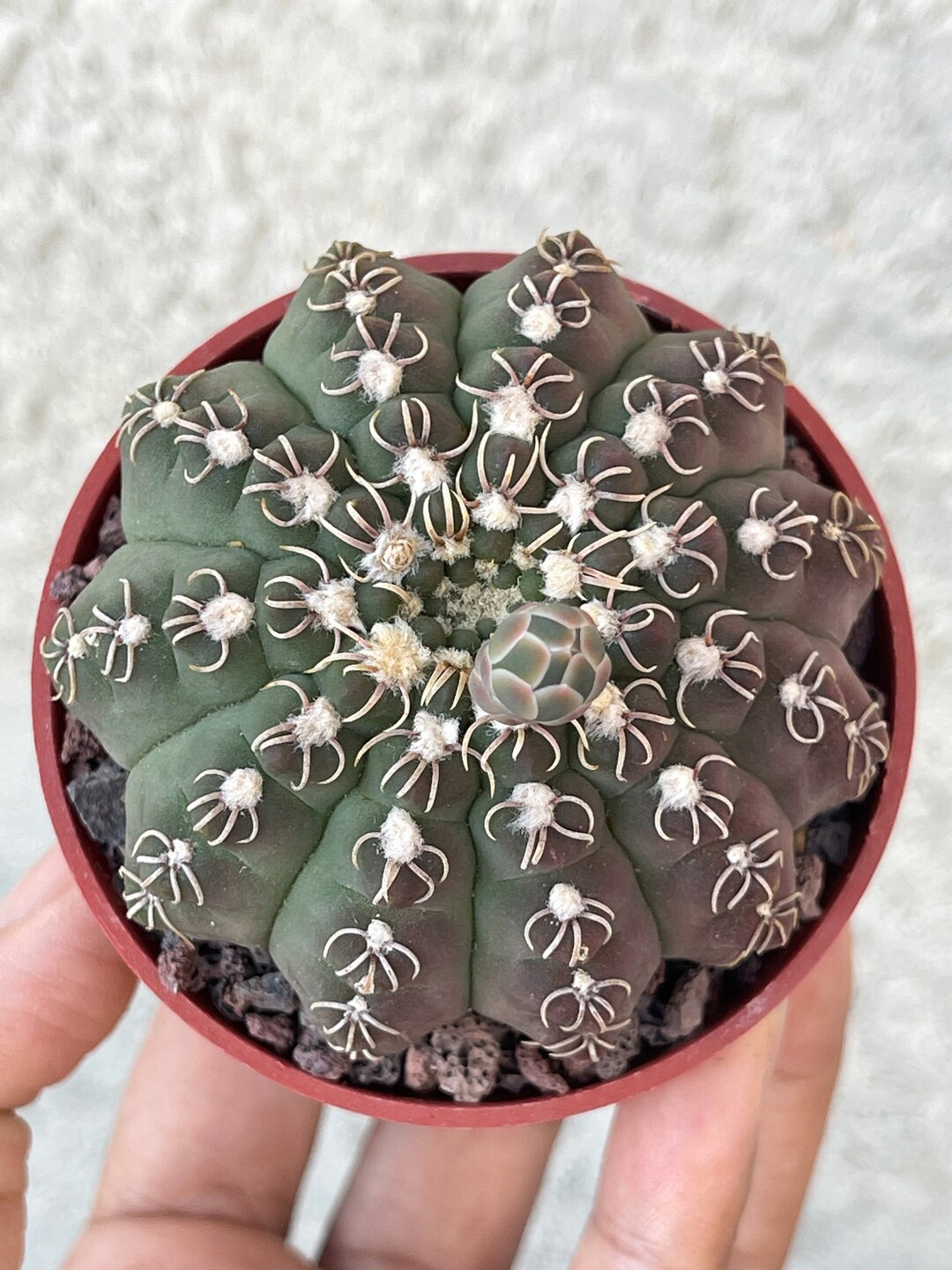 Dwarf Chin Cactus Gymnocalycium Baldianum Cacti Real Succulent Live ...