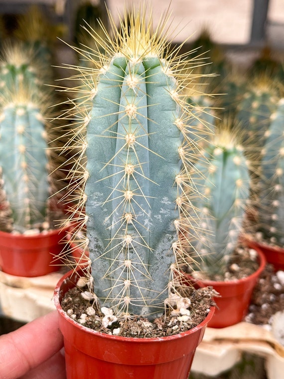 Pilosocereus Azureus