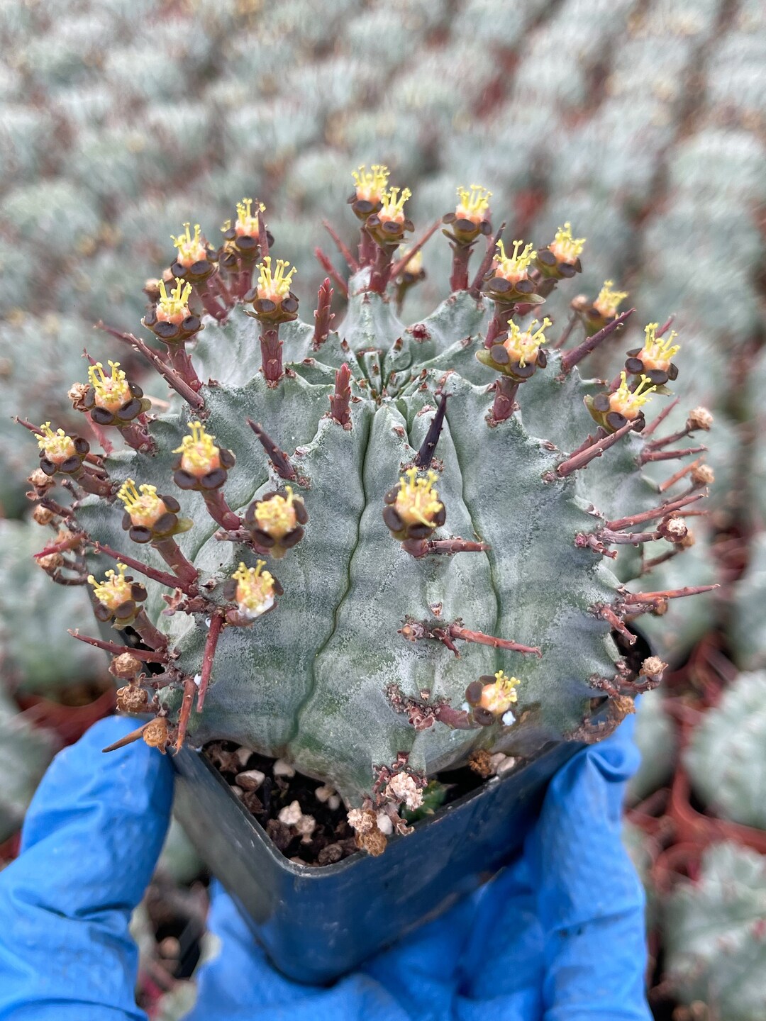 Euphobia Horrida Rare Cactus Live Plant - Etsy