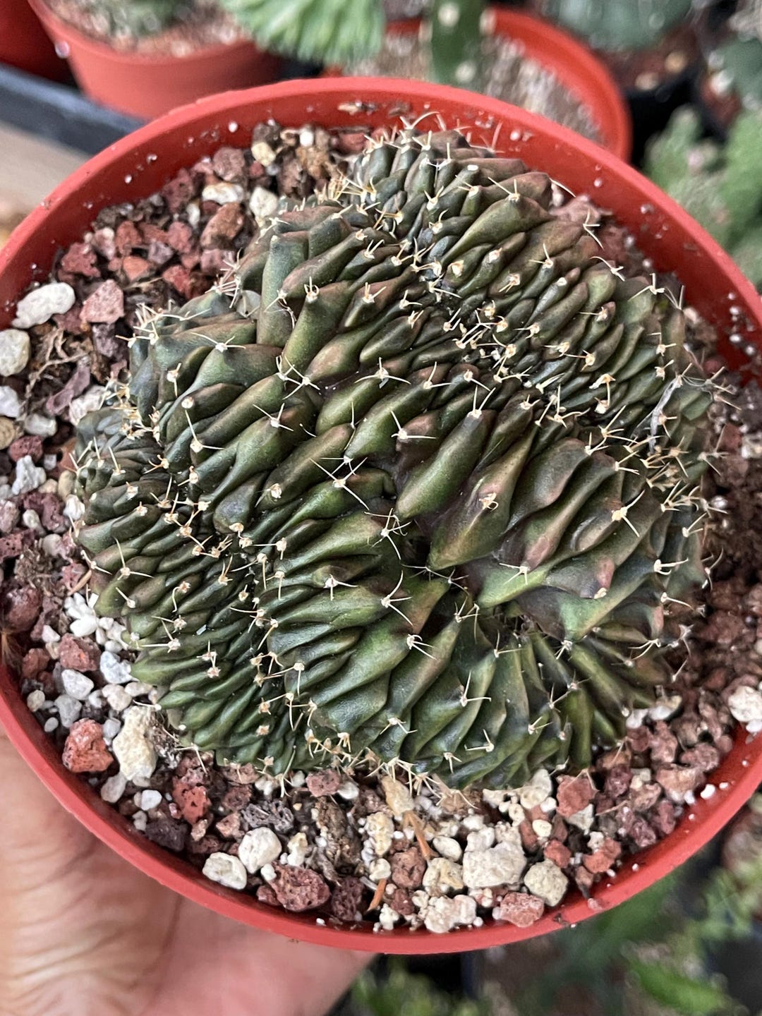 Crested Gymnocalycium Mihanovichii inermis F. Cristata Rare Plant Live ...