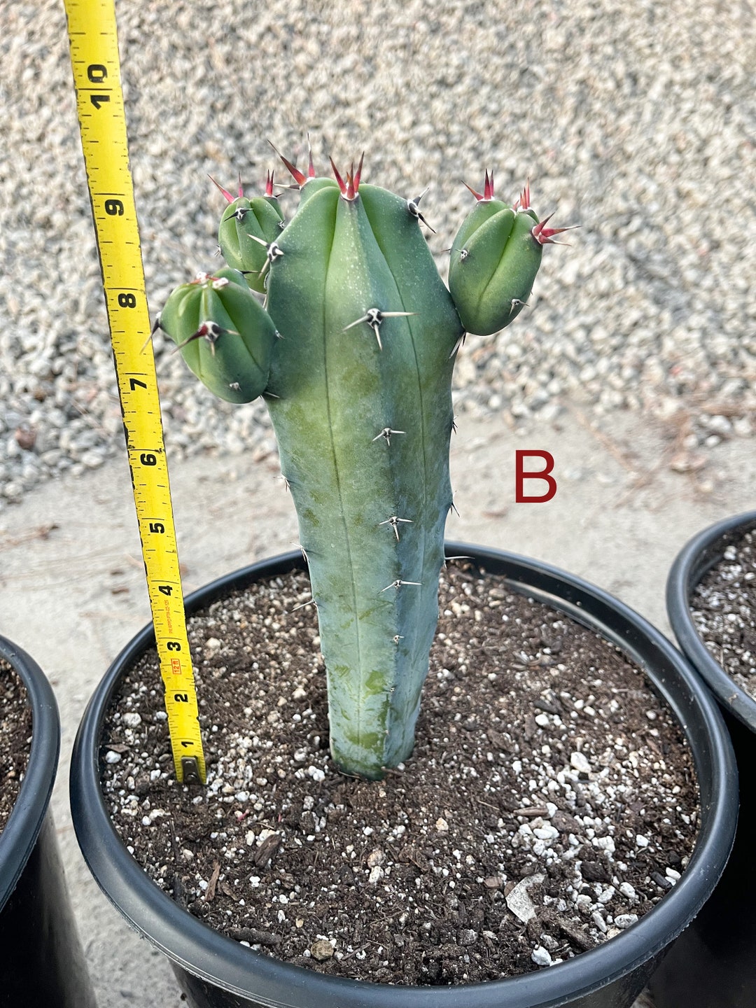 Blue Myrtle Cactus Live Cactus Plant Rare Cactus - Etsy