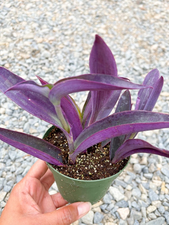 Tradescantia Pallida