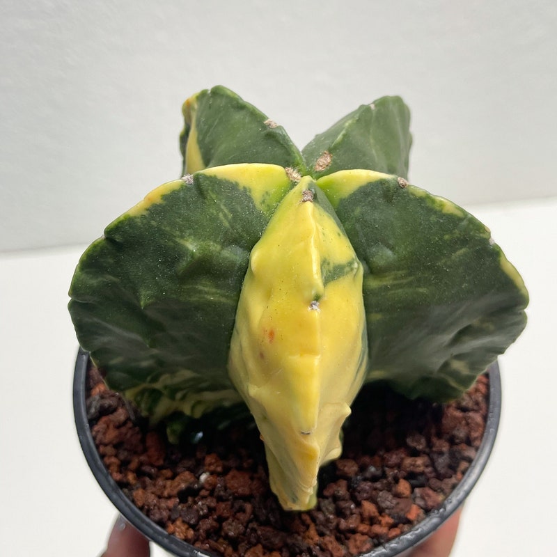 Variegated Astrophytum - Etsy