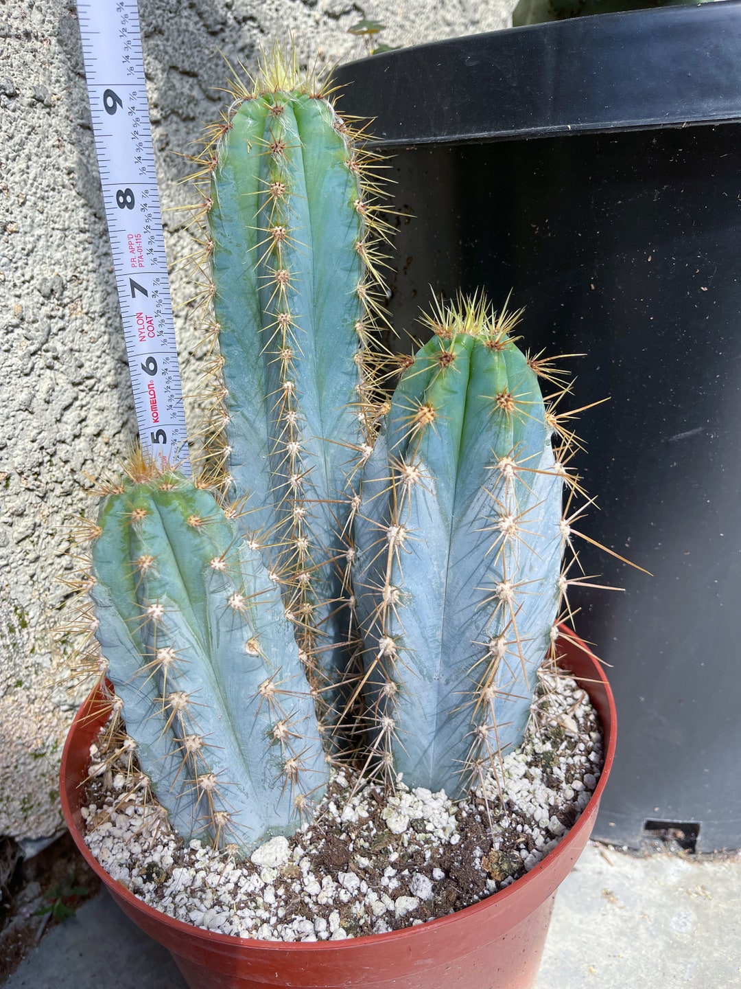 Blue Torch, Pilosocereus Azureus With Pups Blue Cactus - Etsy