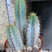 Blue Torch, Pilosocereus Azureus With Pups Blue Cactus - Etsy