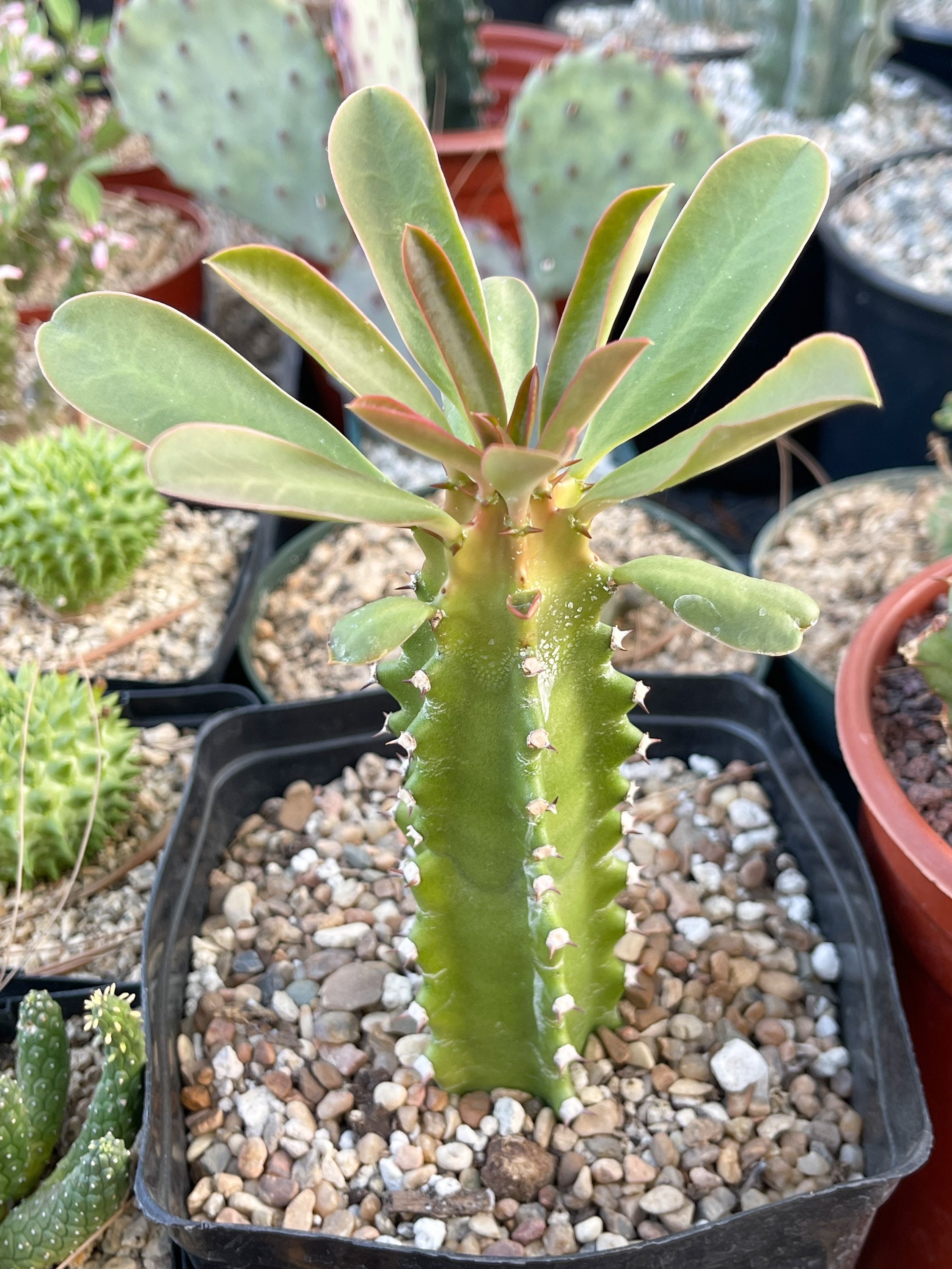 Cactus Euphorbia Royleana