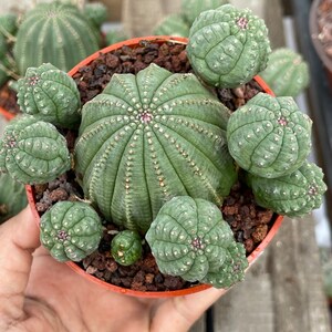Euphorbia Obesa Hybrids Clusters Rare Plant Live Plant - Etsy