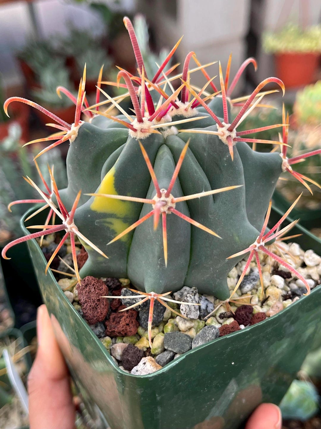 Variegated Ferocactus Red Barrel Cactus Rare Cactus Live Plant - Etsy