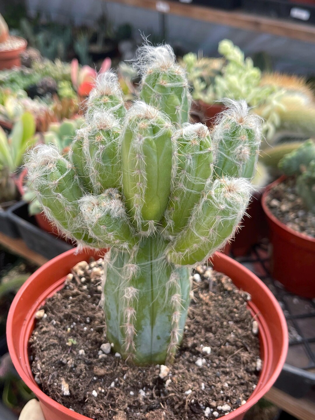 Fuzzy Blue Cactus Pilosocereus Pachycladus Live Cactus Live Plant - Etsy