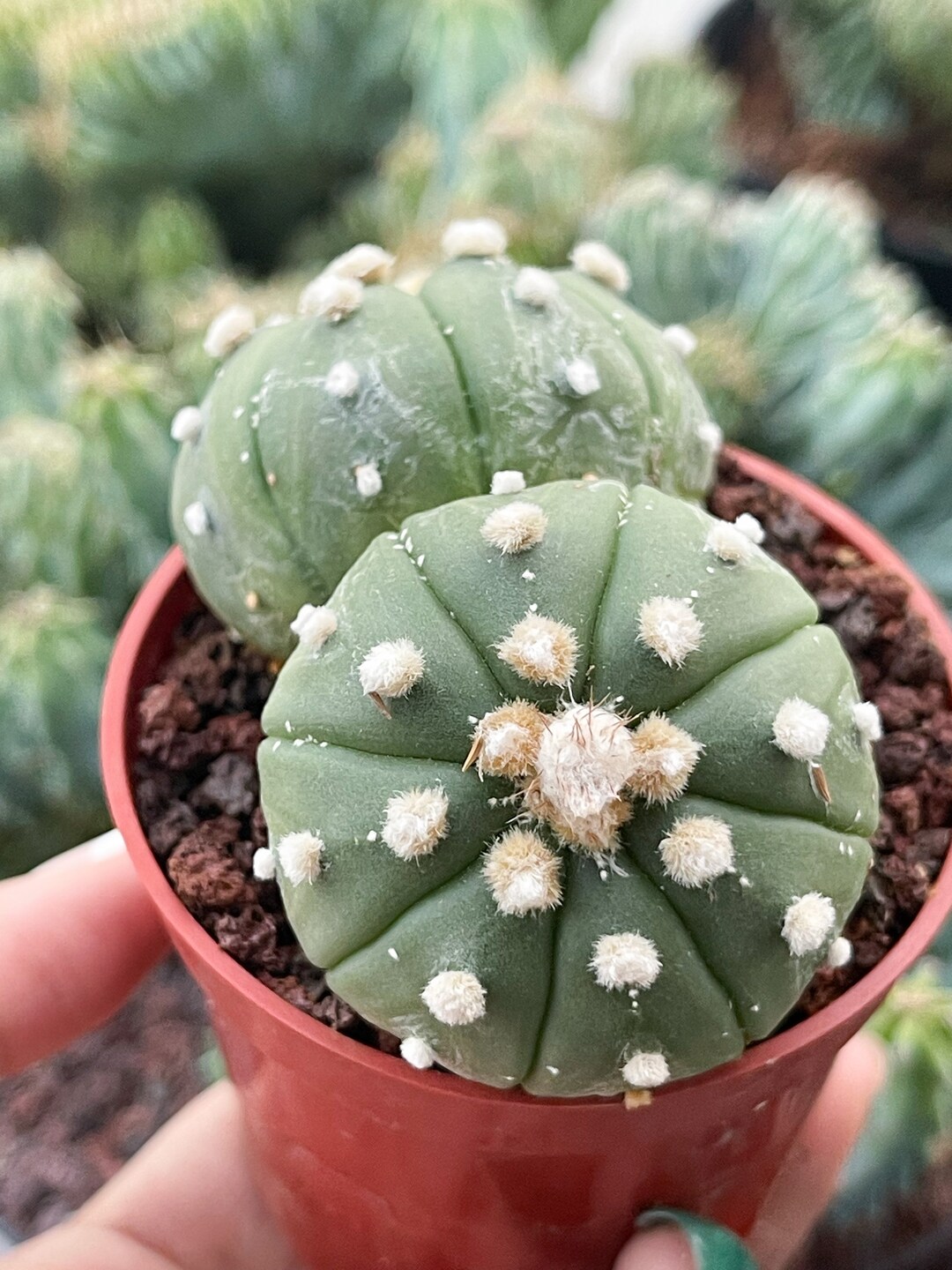 Imported Double Astrophytum Live Cactus Rare Cactus - Etsy