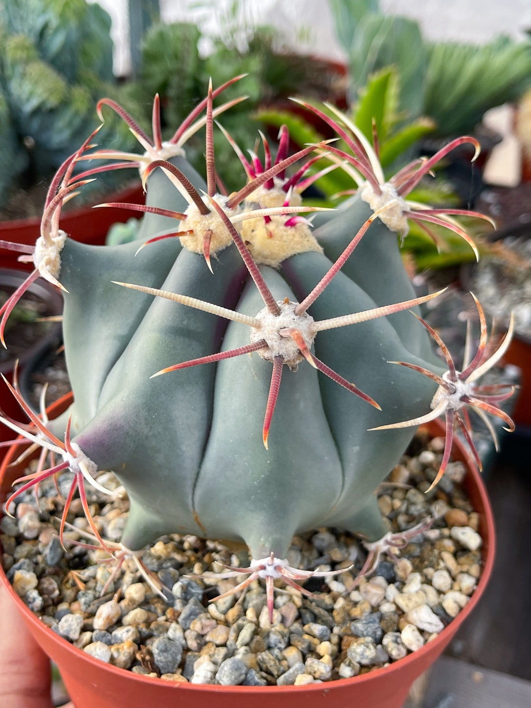 Ferocactus Emoryi' Red Barrel Cactus Rare Cactus Live Plant - Etsy