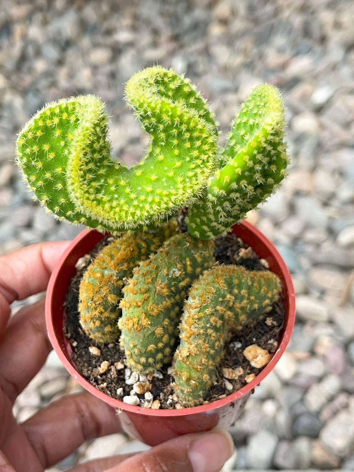 2.25Golden Angel Wing Cactus Live Cactus | Etsy