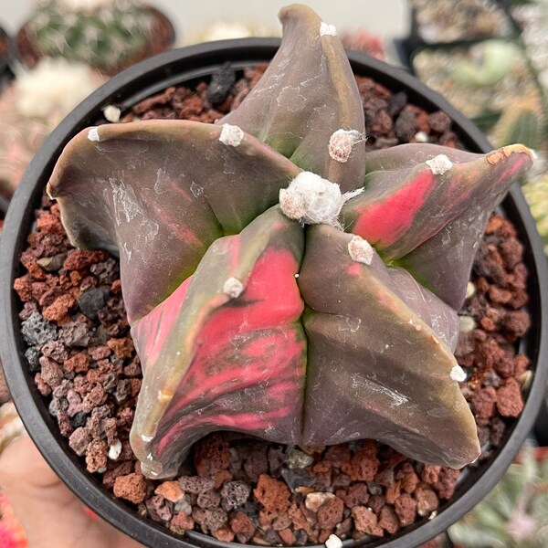 Variegated Astrophytum - Etsy