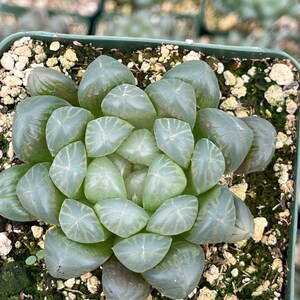 Haworthia Obtusa Rare Succulent Alien Eggs Clear - Etsy