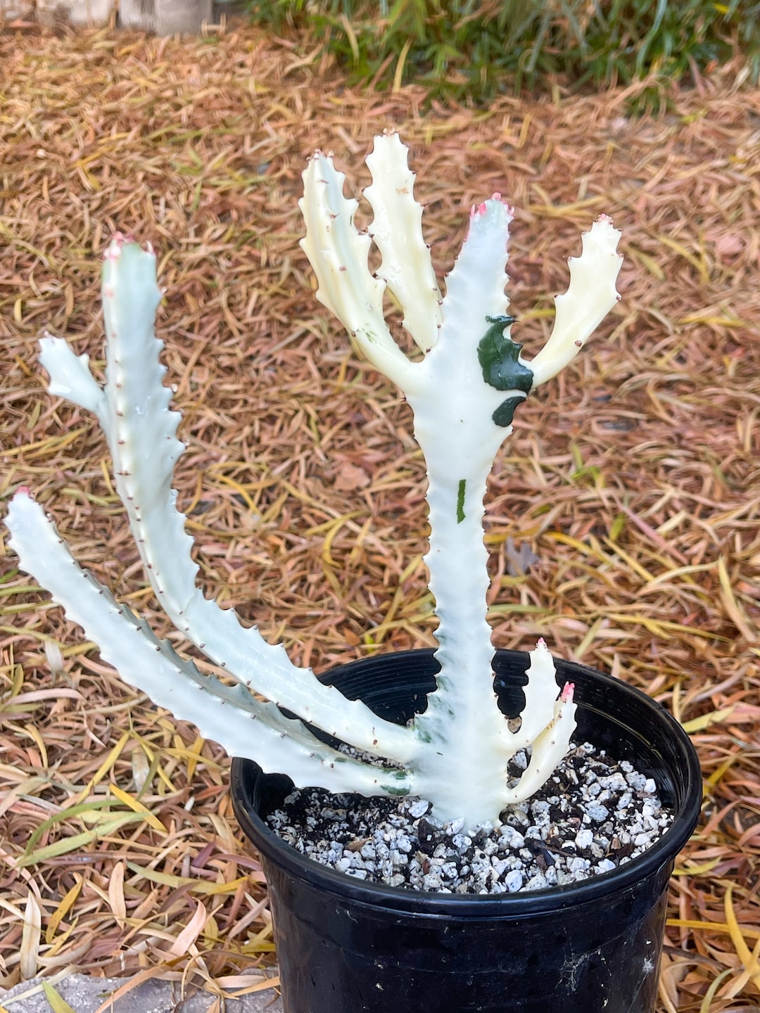 Variegated Ghost Cactus With Branches Rare Cactus - Etsy