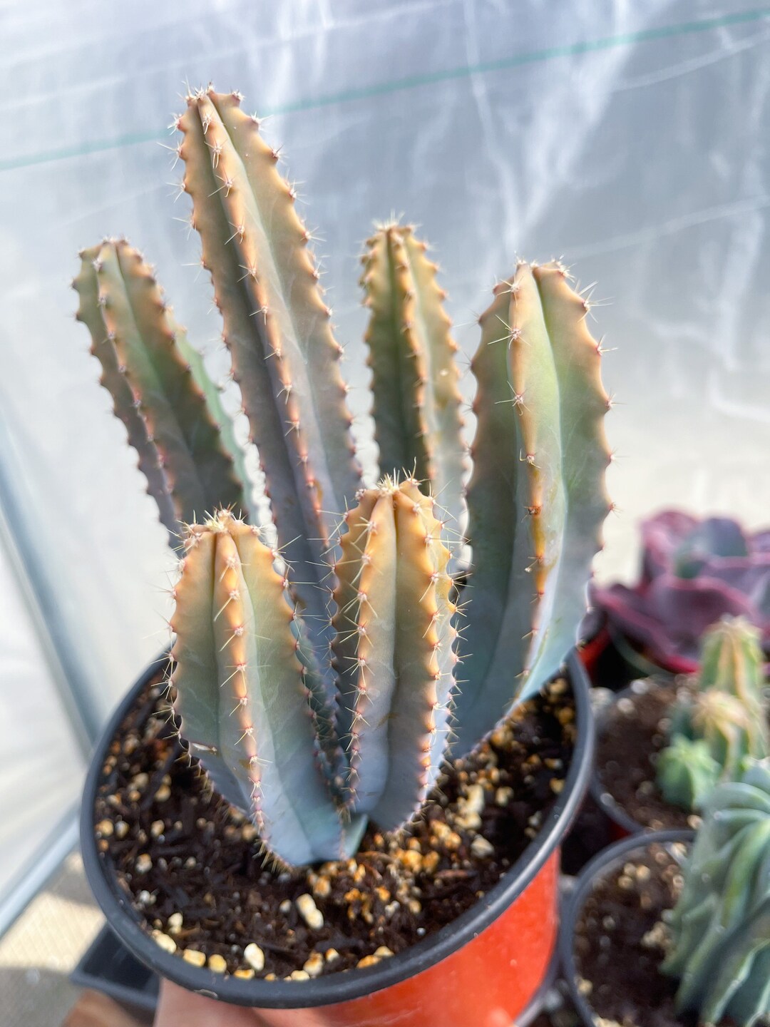 6 Beautiful Myrtillocactus Geometrizans Blue Crested Candle Cactus - Etsy