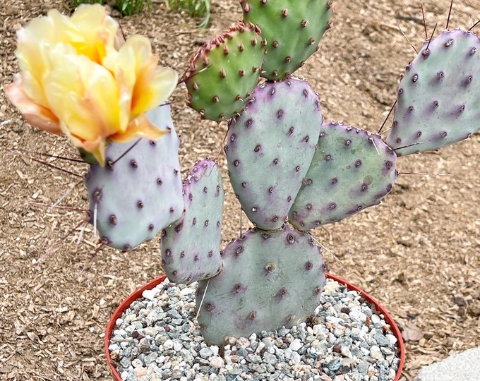 Opuntia baby Rita Prickly Pear Cactus Santa Rita Prickly Pear Cactus ...