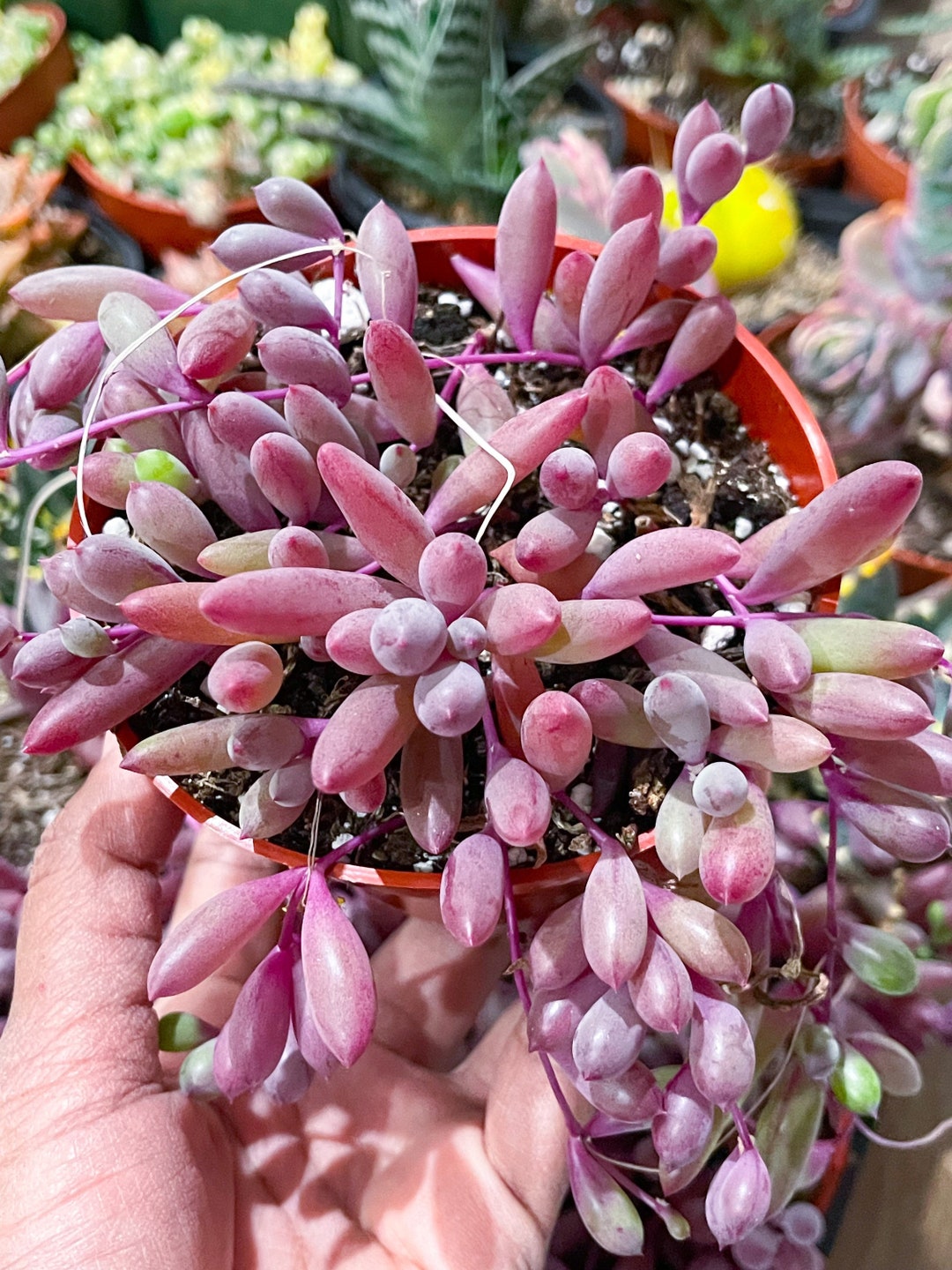 String of Ruby Necklace Live Succulent String Succulent - Etsy Italia