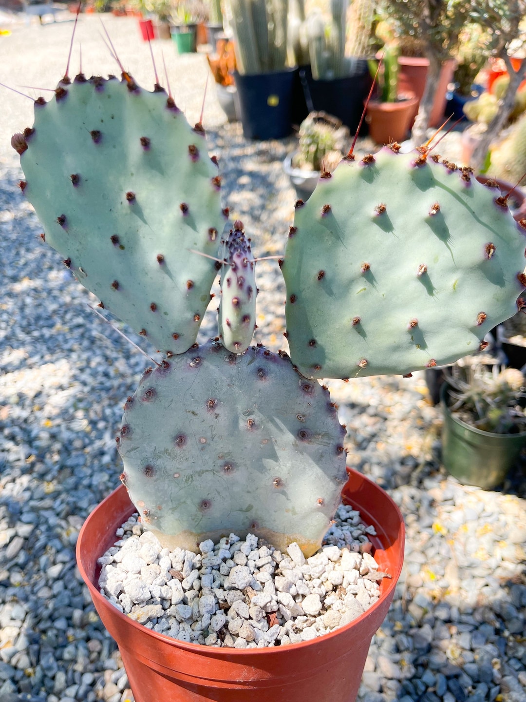 Opuntia baby Rita Prickly Pear Cactus Santa Rita Prickly - Etsy