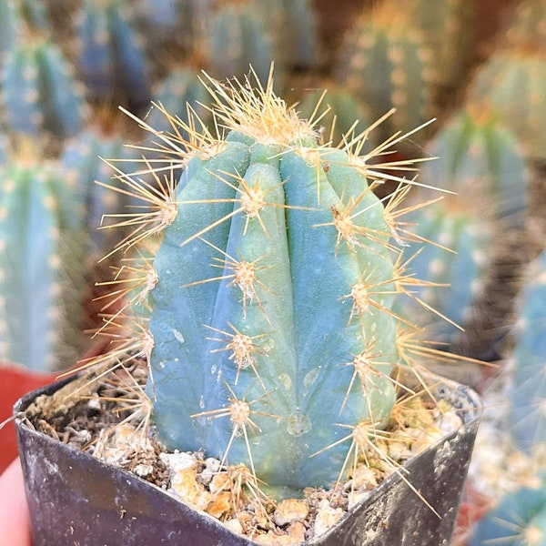 Blue Cactus - Etsy