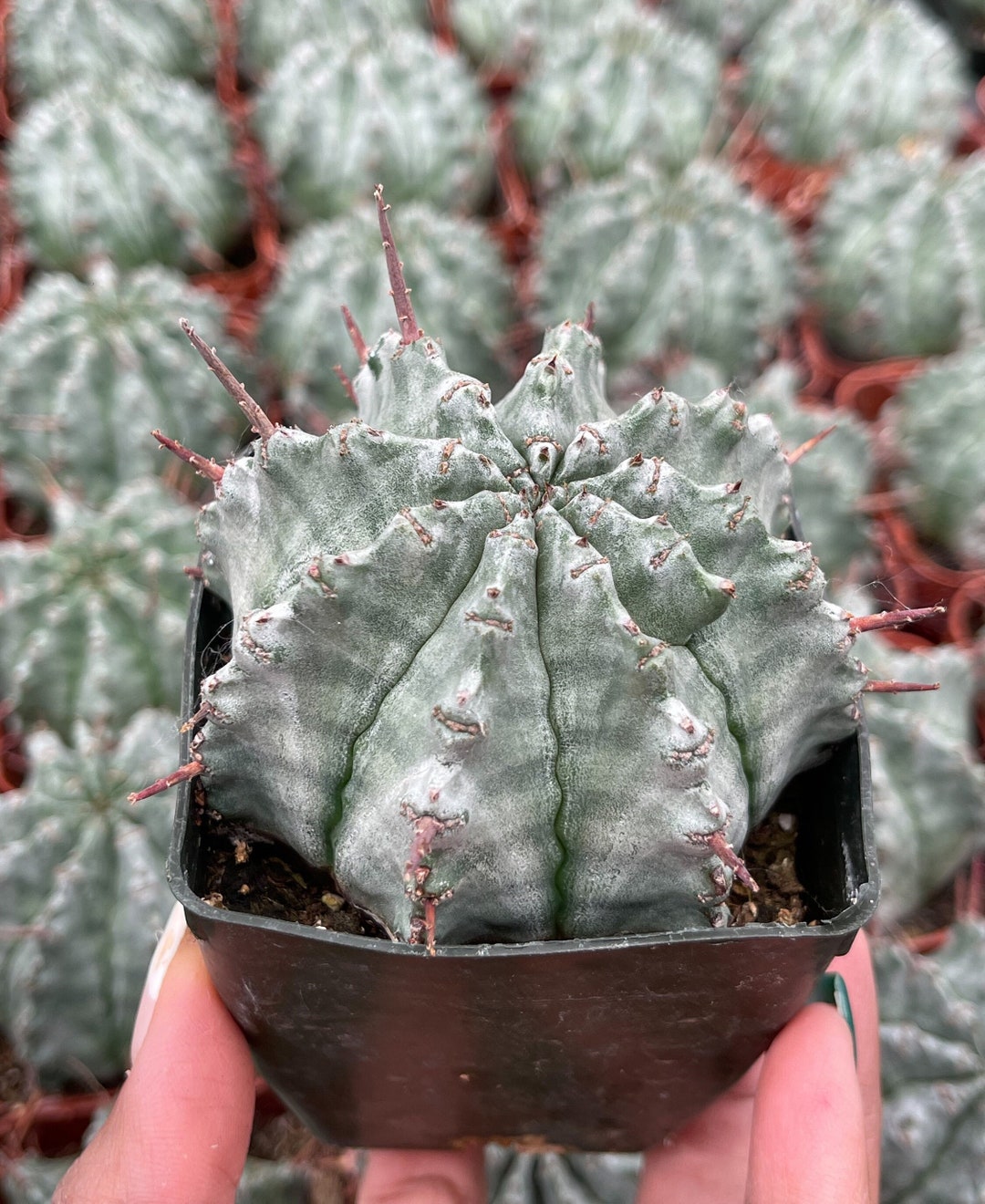 Euphobia Horrida Rare Cactus Live Plant - Etsy