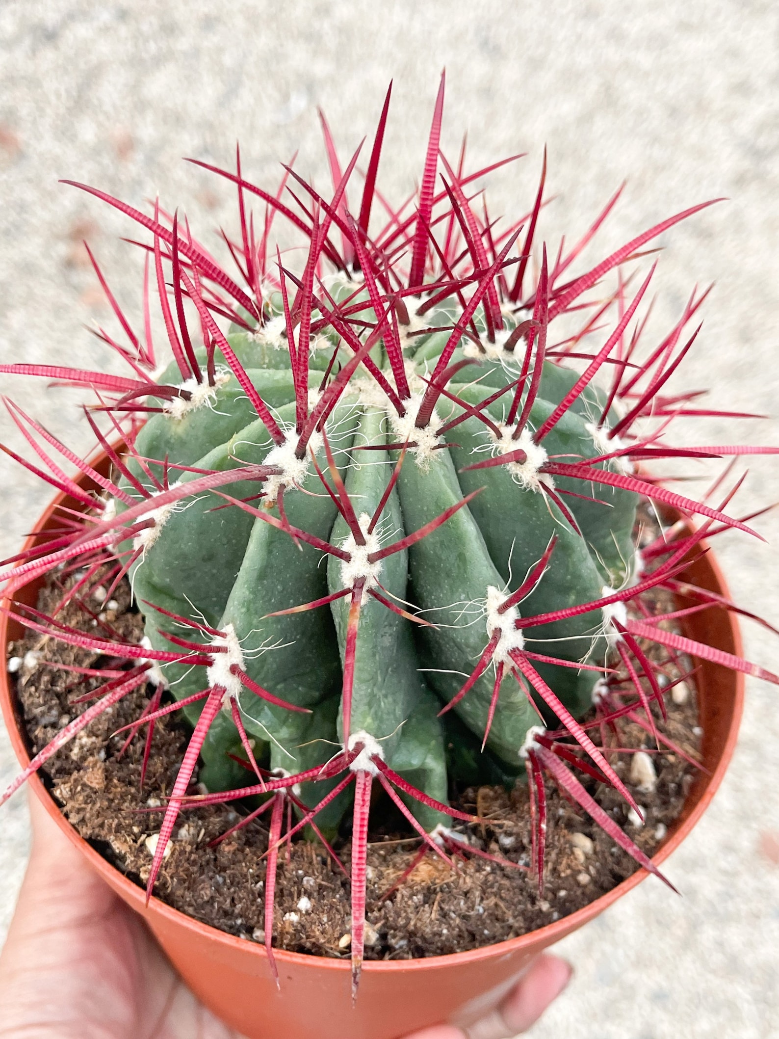 Ferocactus Gracilis Coloratus Red Barrel Cactus Rare - Etsy