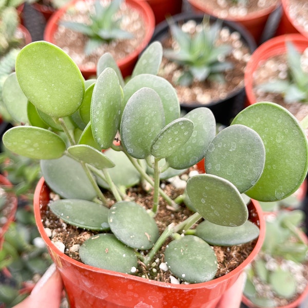 String of Coins - Etsy