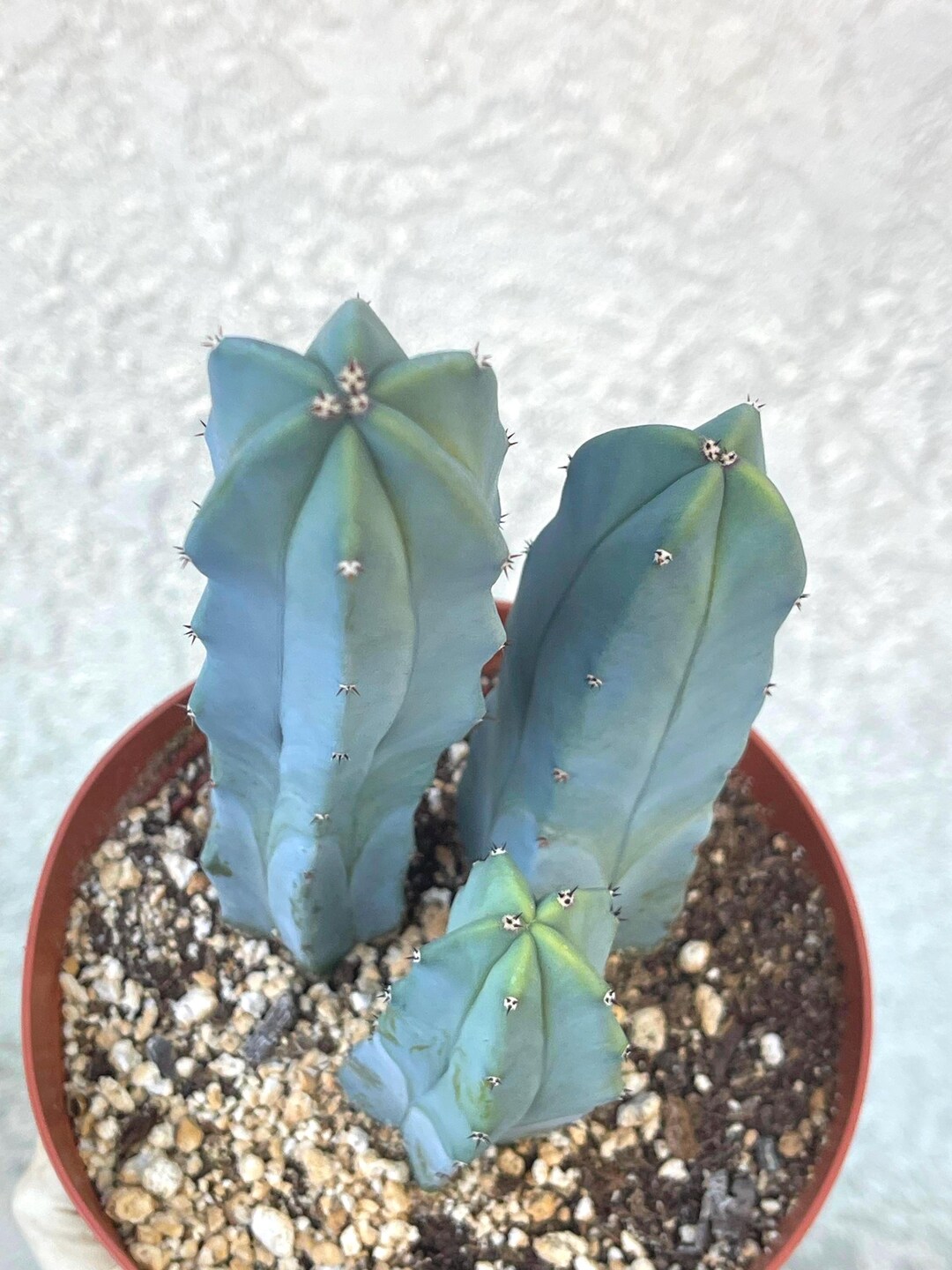 Blue Myrtle Blue Cactus With Arms Blue Candle Live Cactus - Etsy