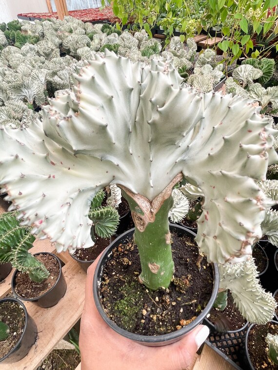 Big Coral Cactus
