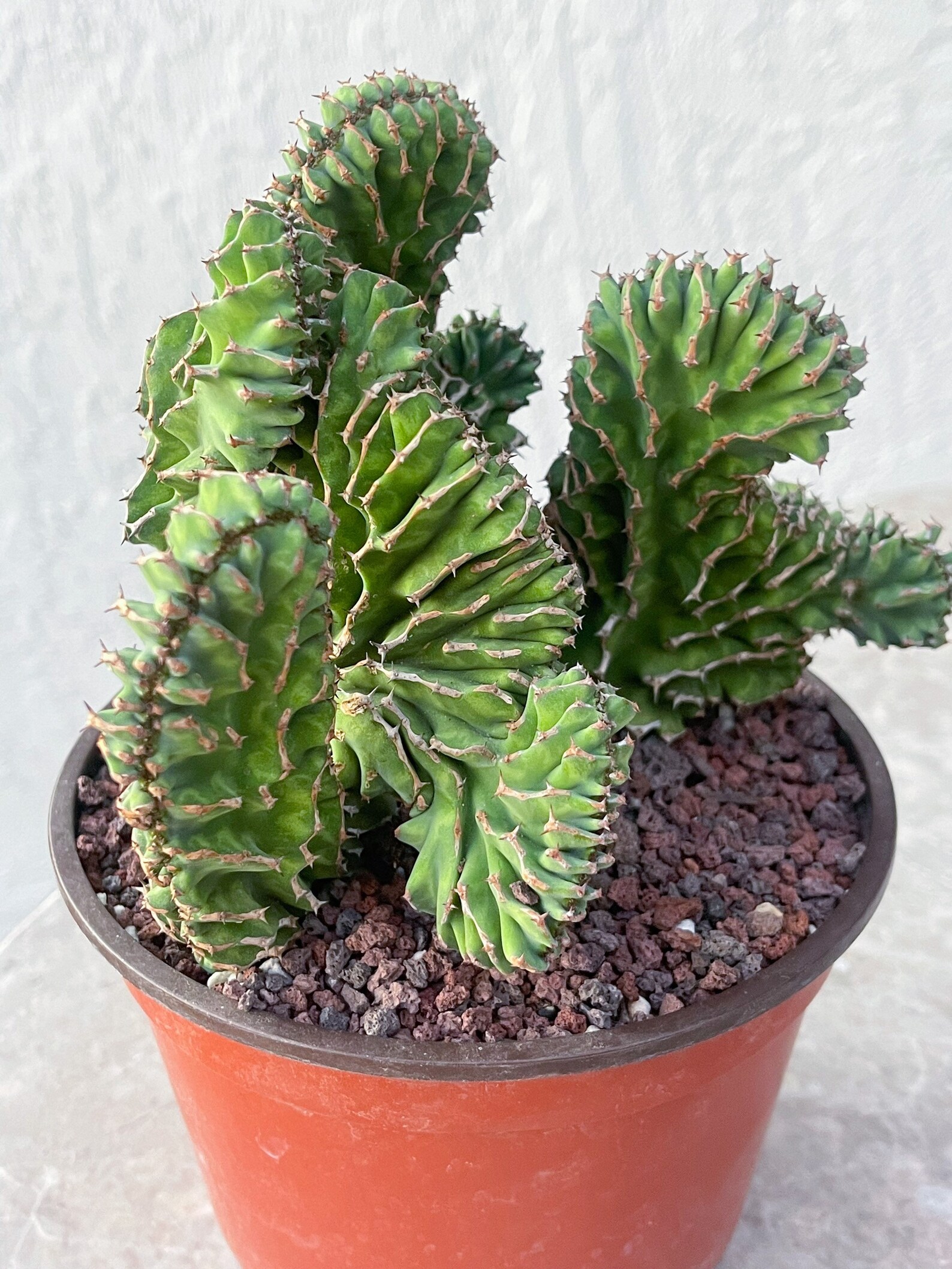 Crested Euphorbia Pseudocactus A. Berger Crested Cactus - Etsy