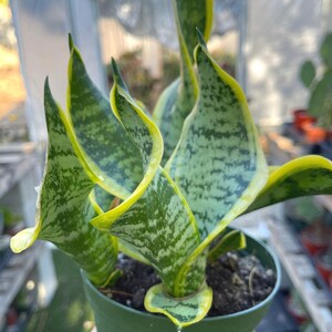 Twisted Sister Snake Plant Tornado Sanseveria Trifasciata - Etsy