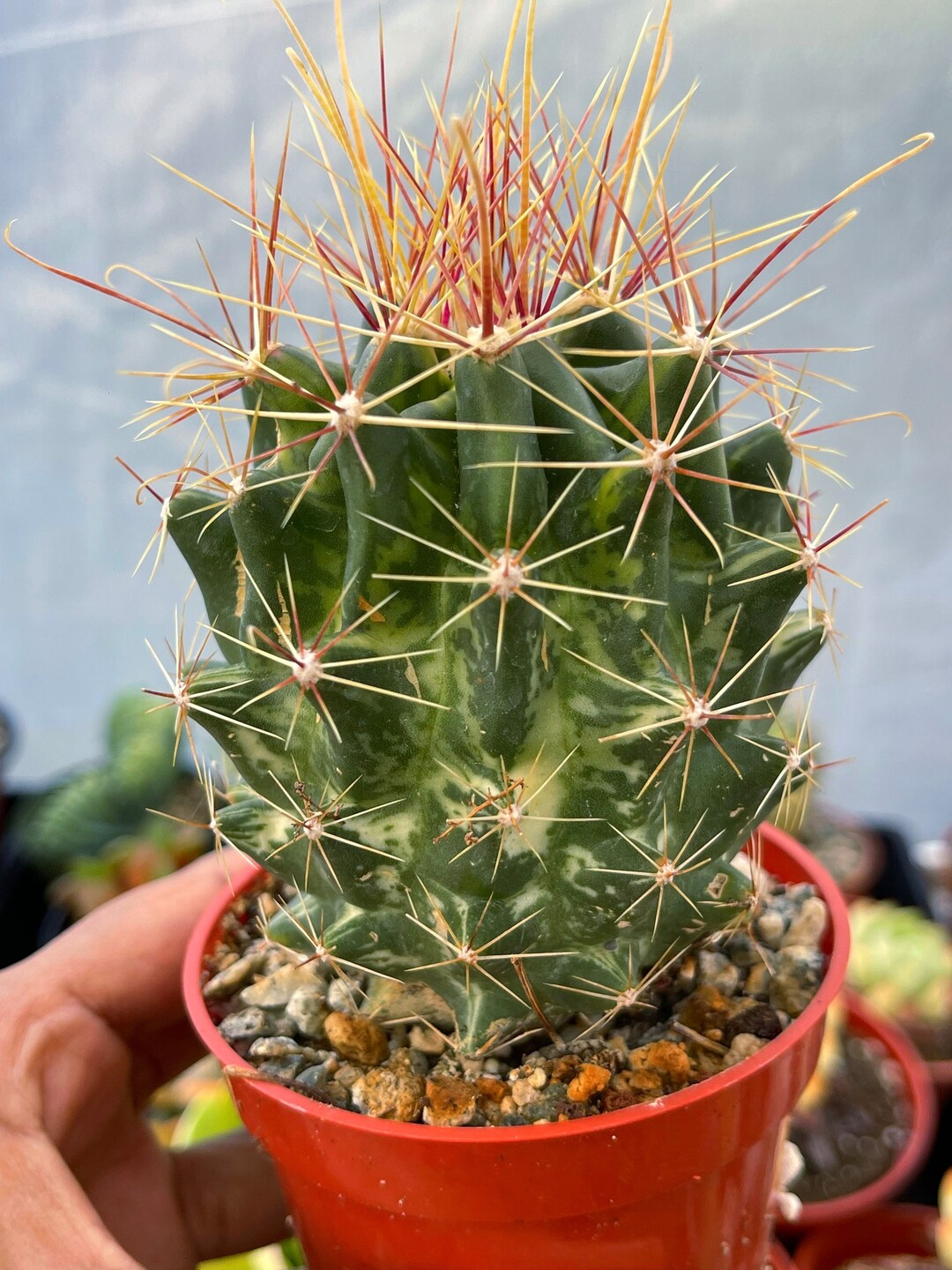 Variegated Ferocactus Hamatocactus Hamatacanthus Rare Cactus Live Plant ...